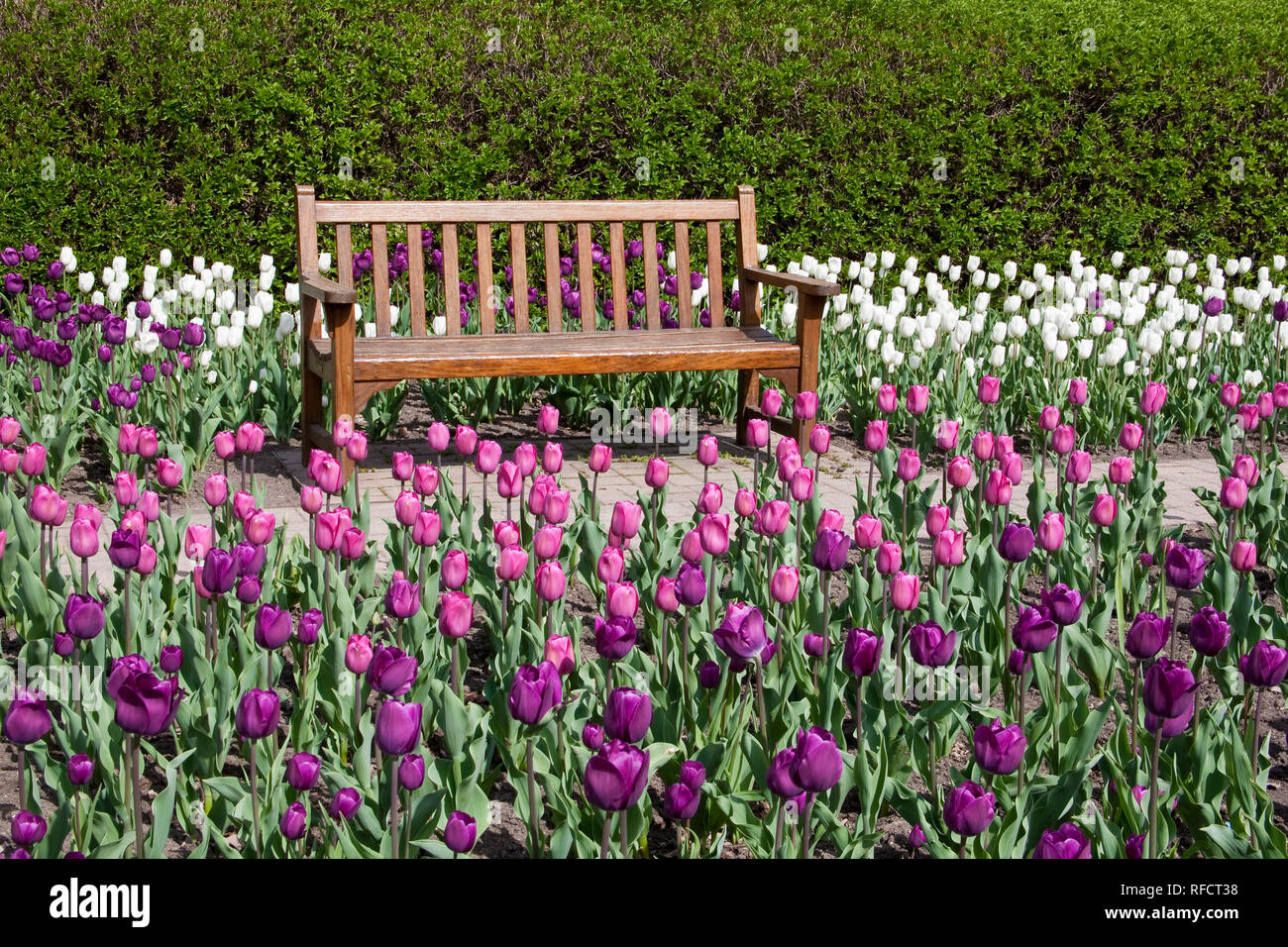 Tulipa inzell -Fotos und -Bildmaterial in hoher Auflösung – Alamy