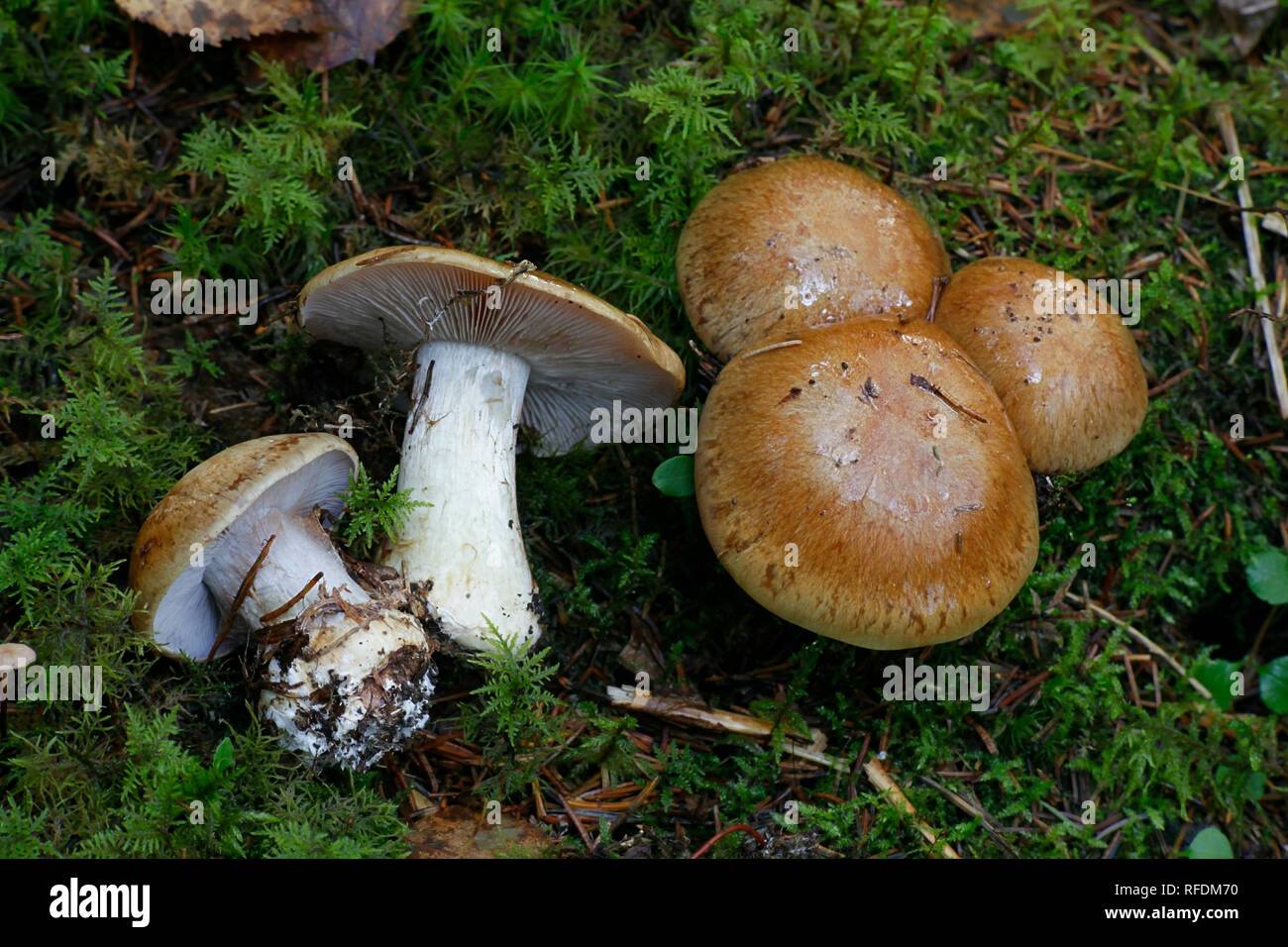 Blauer fuss -Fotos und -Bildmaterial in hoher Auflösung – Alamy
