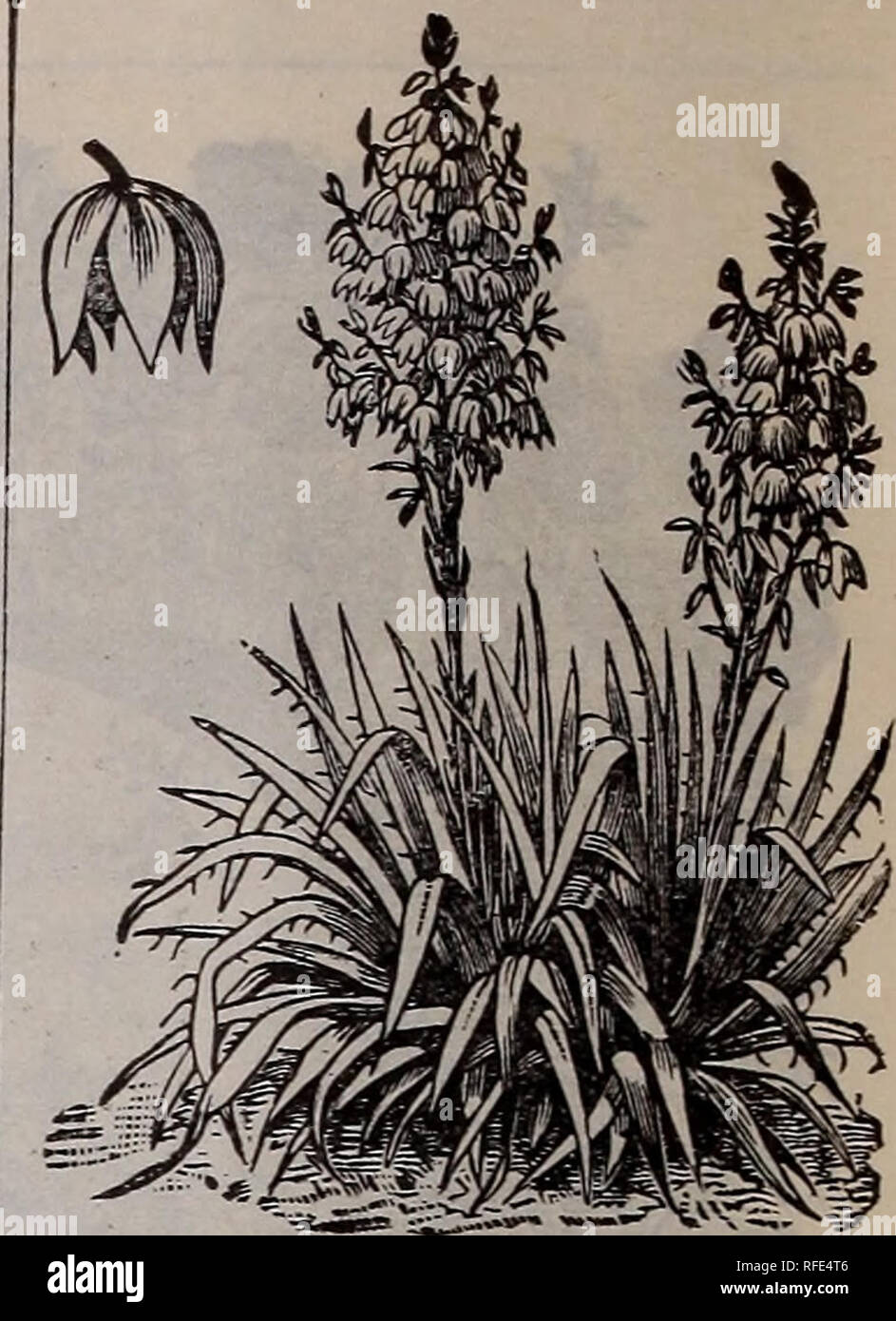 . Garten Jahresbericht 1902. Baumschulen New York (State) Kataloge ...