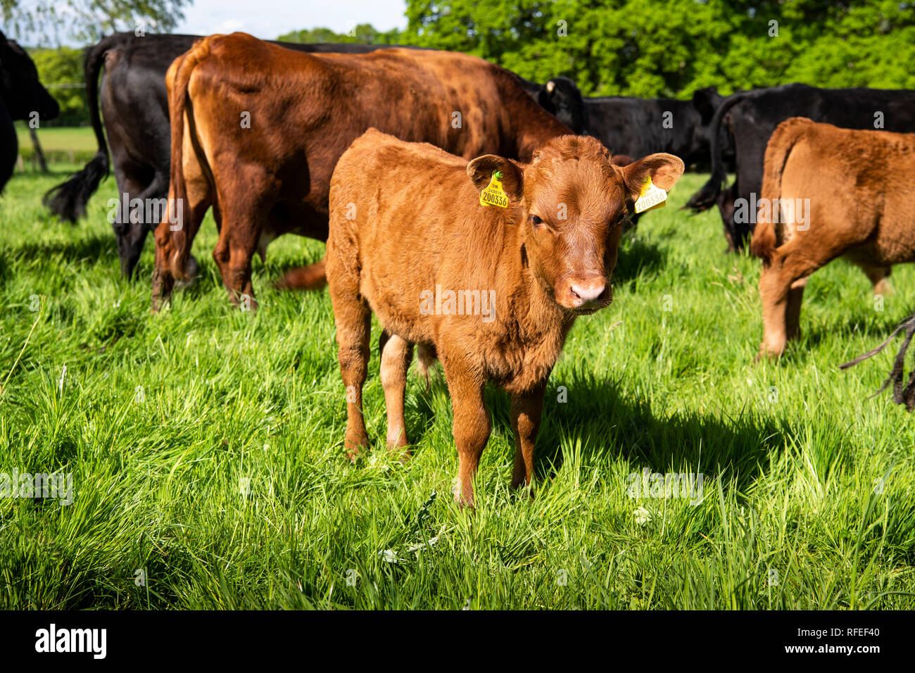 Dexter rinder -Fotos und -Bildmaterial in hoher Auflösung – Alamy