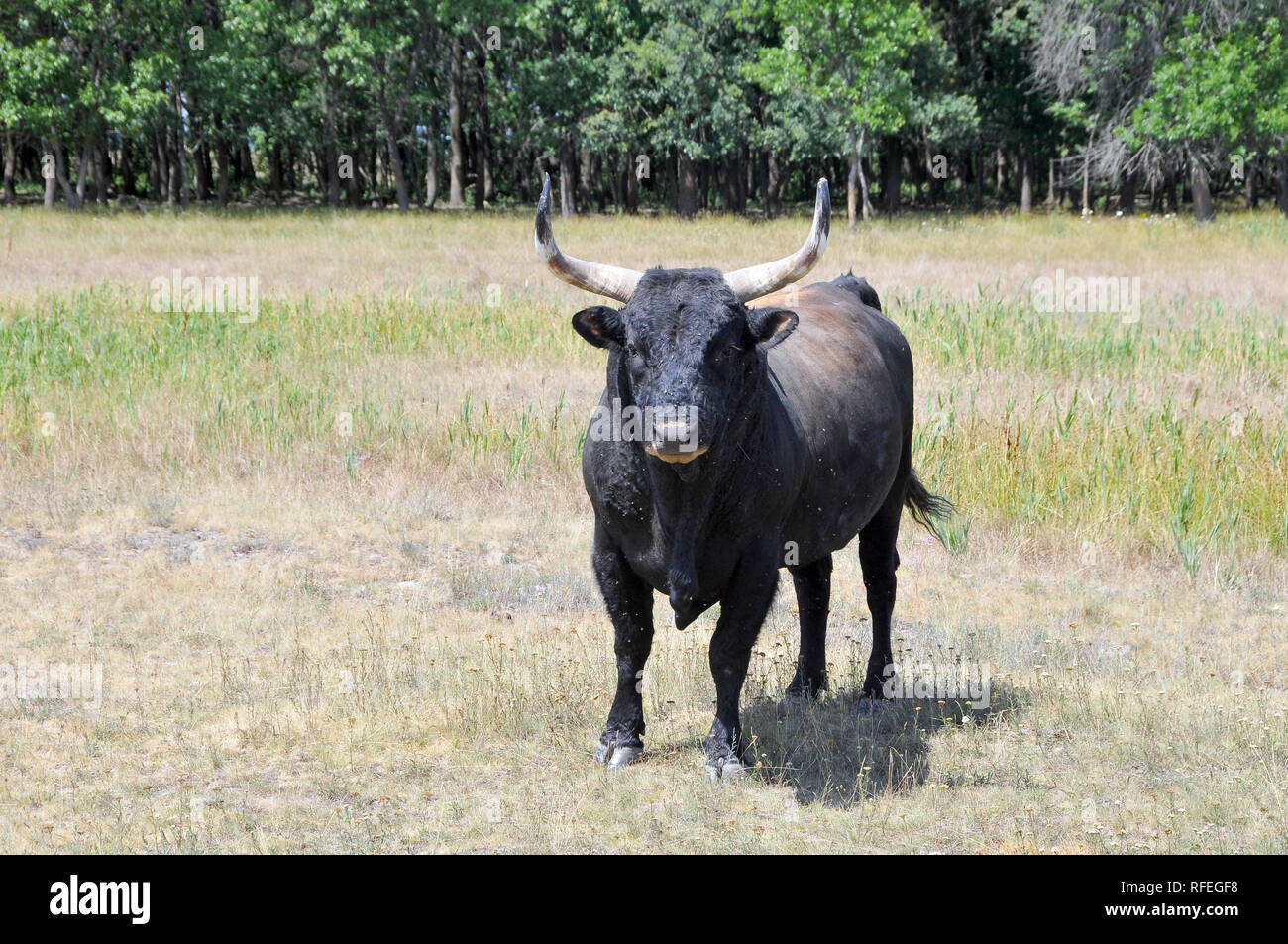 Heckrind Stier Stockfotos & Heckrind Stier Bilder - Alamy