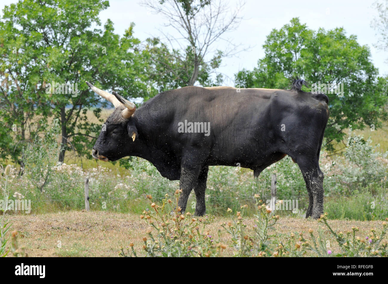 Heckrind Stier Stockfotos & Heckrind Stier Bilder - Alamy