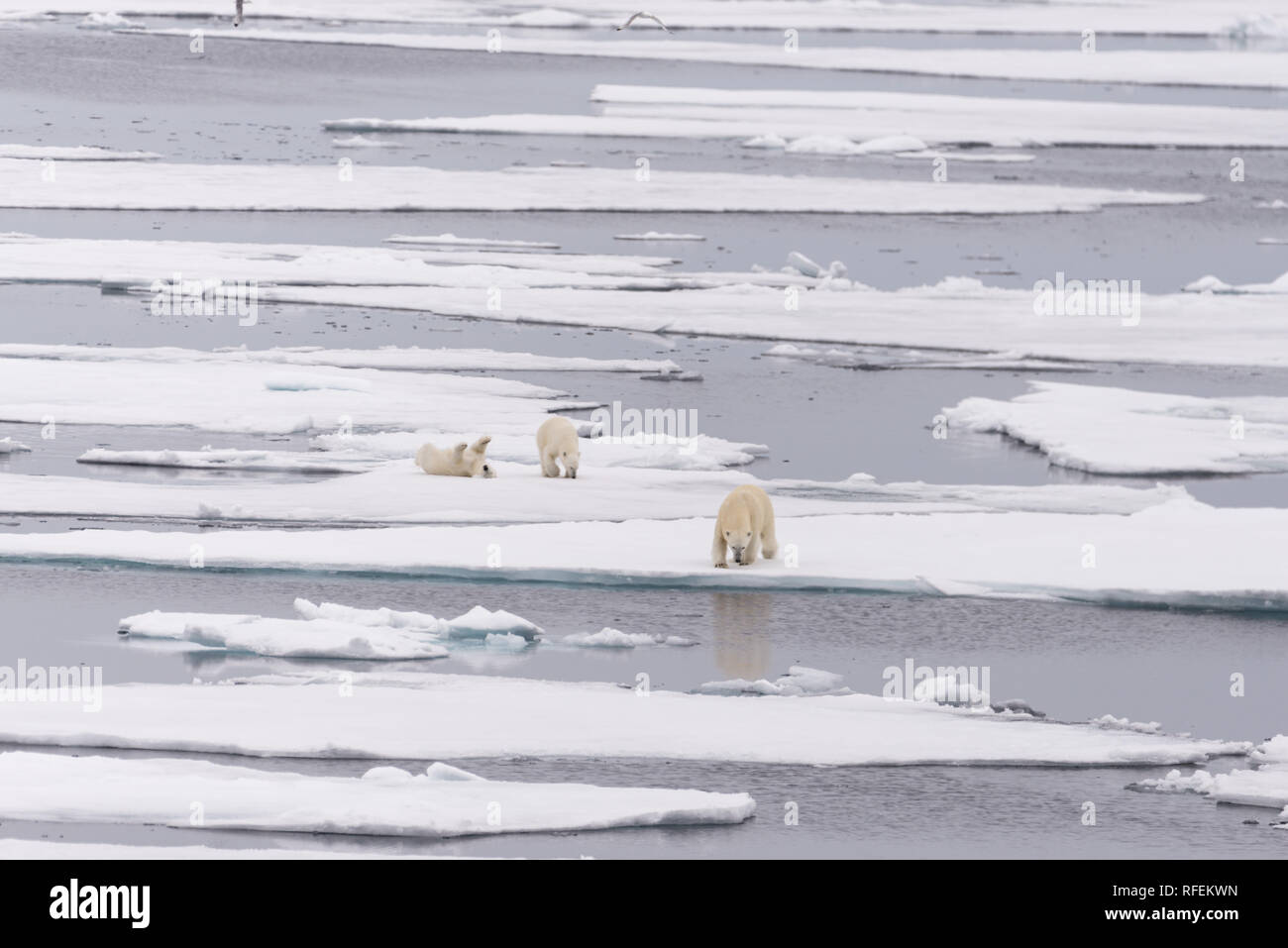 Eisbär (Ursus maritimus) Mutter und zwei Jungen auf dem Packeis ...