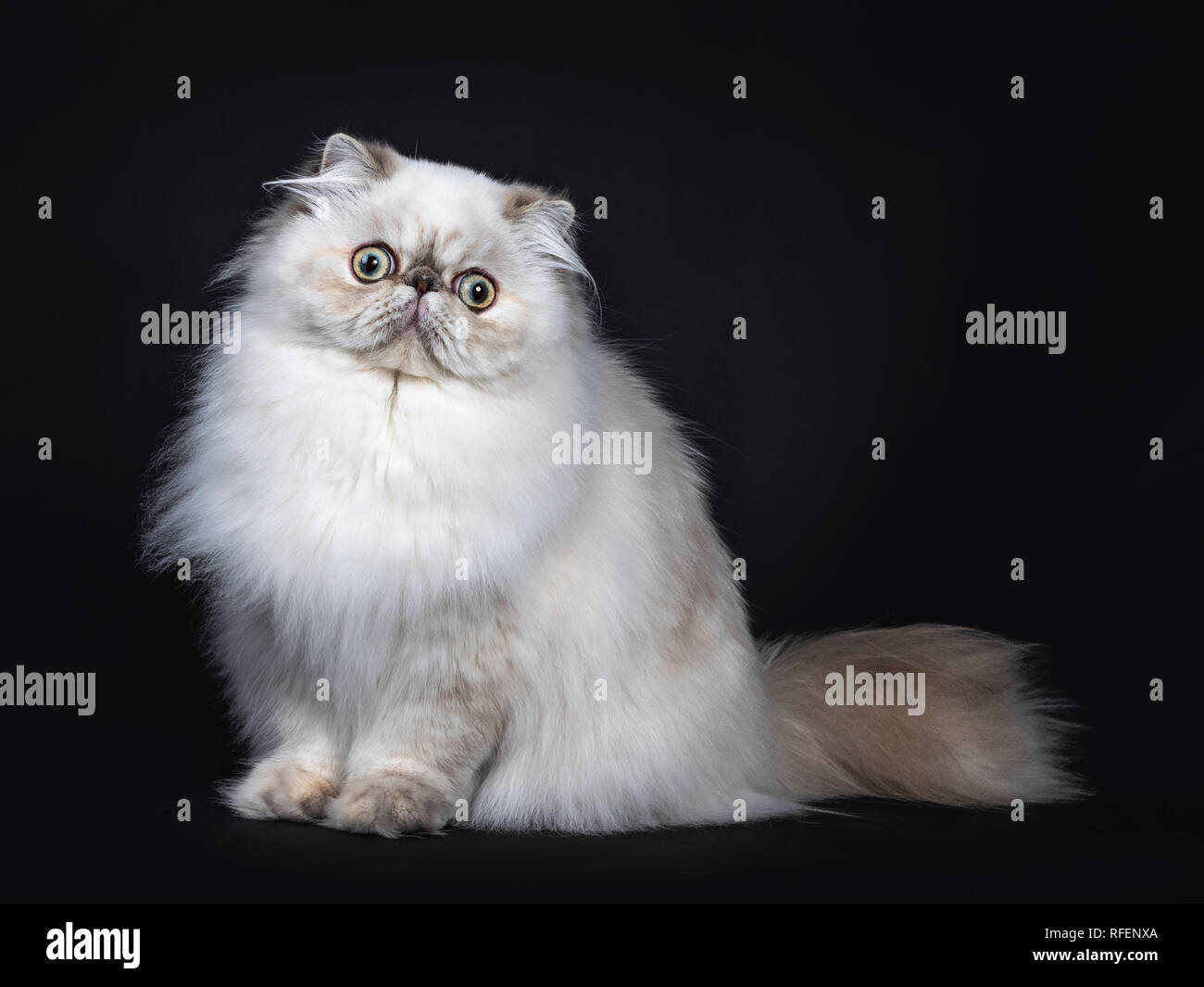Persische katze -Fotos und -Bildmaterial in hoher Auflösung – Alamy
