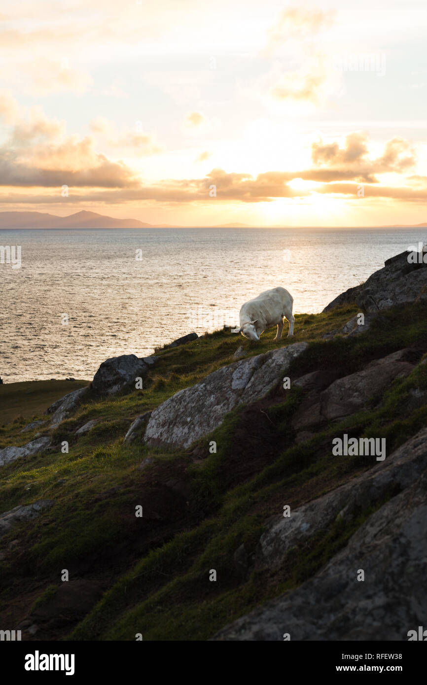 Scottish Highlands Sheep Stockfotos und -bilder Kaufen - Alamy