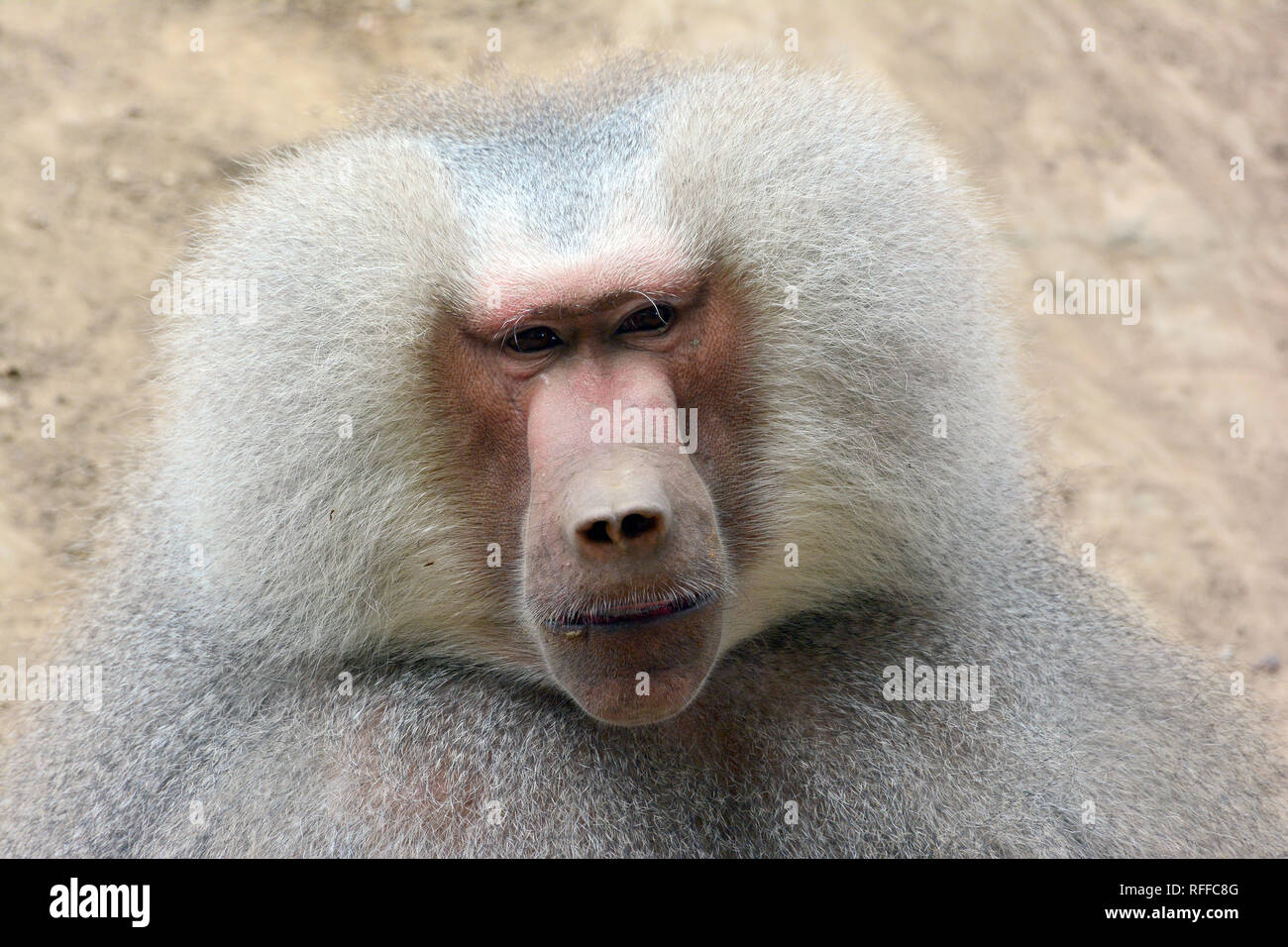 Hamadryas pavian -Fotos und -Bildmaterial in hoher Auflösung – Alamy