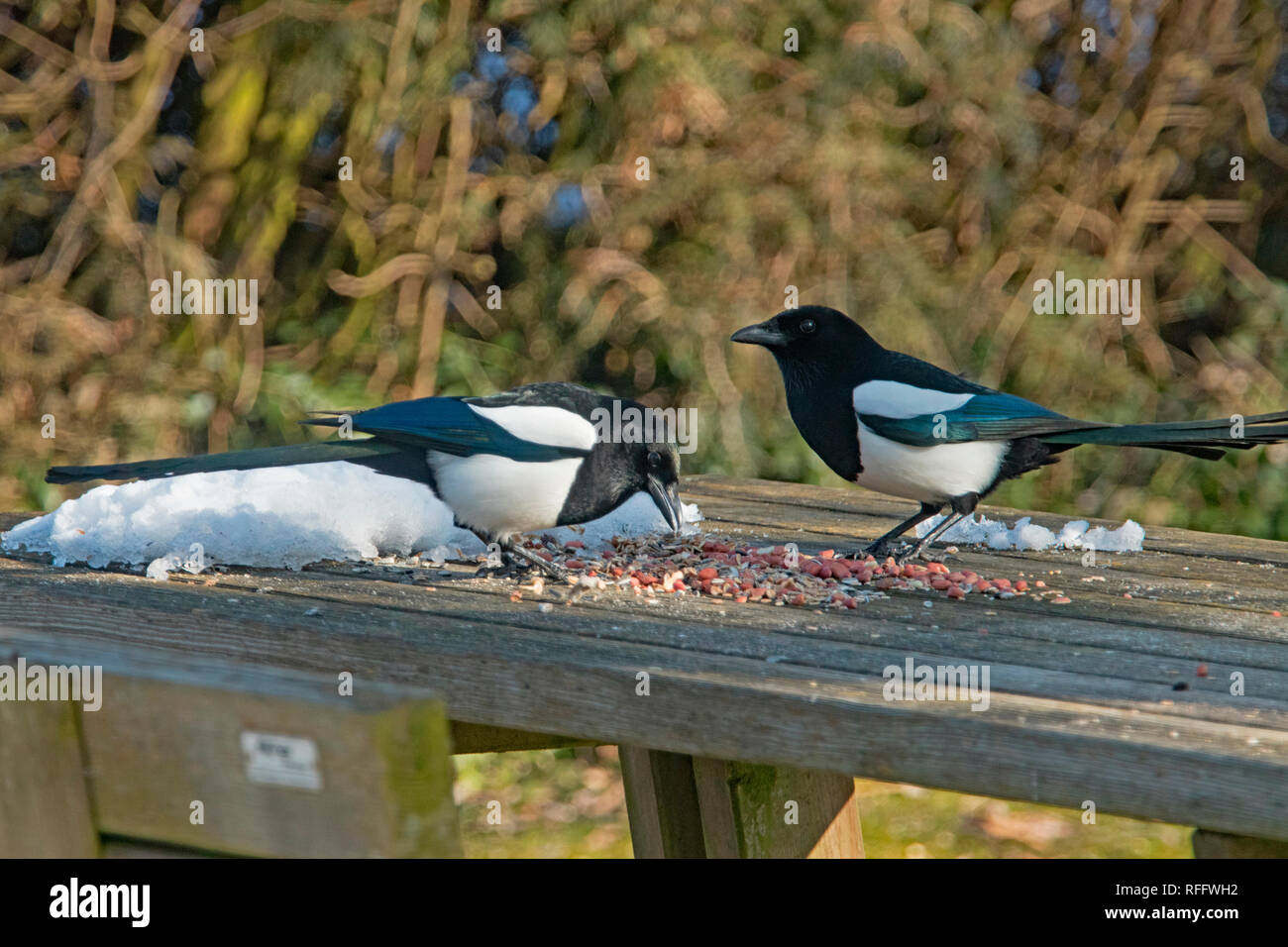 Paar elstern -Fotos und -Bildmaterial in hoher Auflösung – Alamy