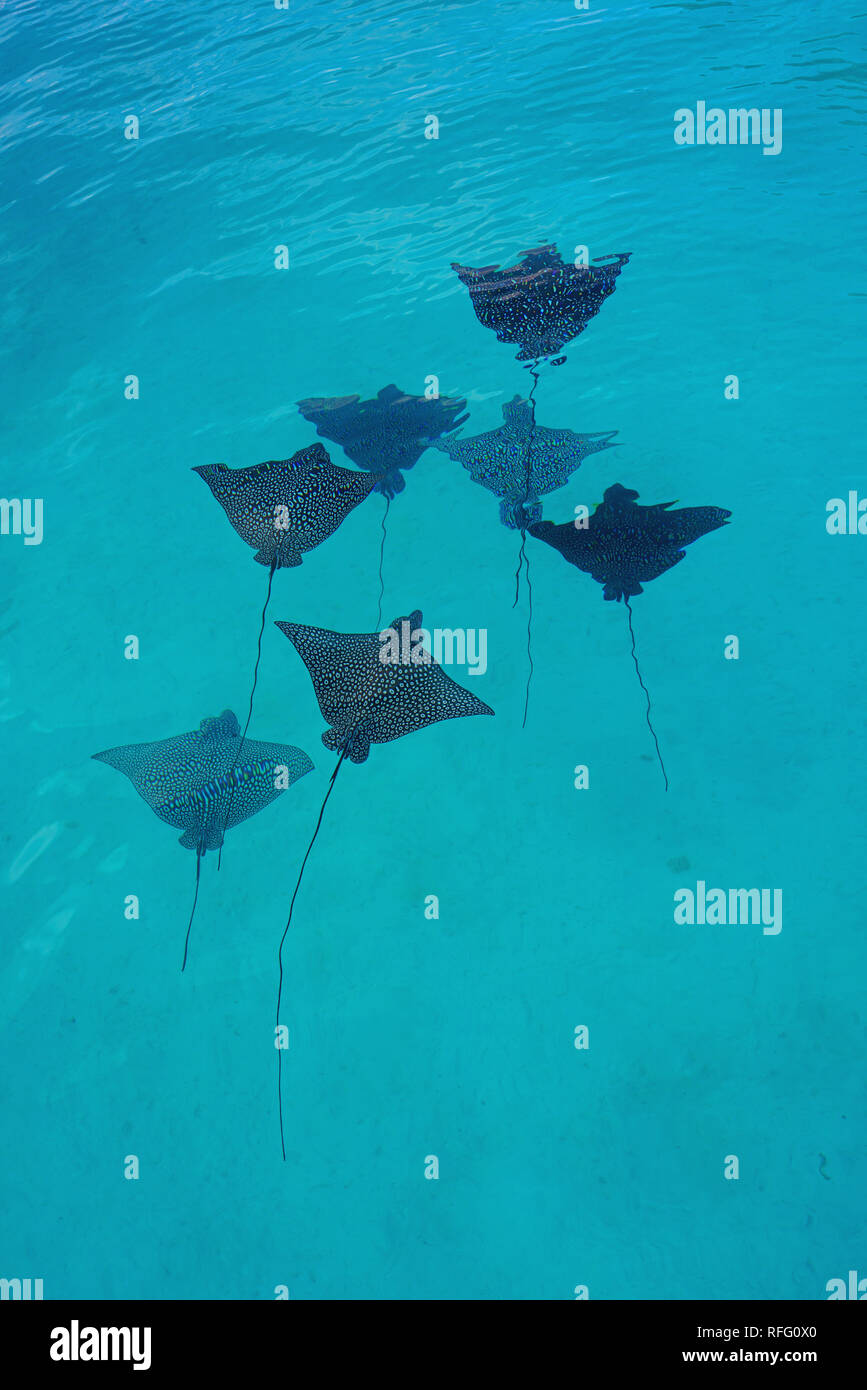 Gefleckter adlerrochen aetobatus narinari -Fotos und -Bildmaterial in ...