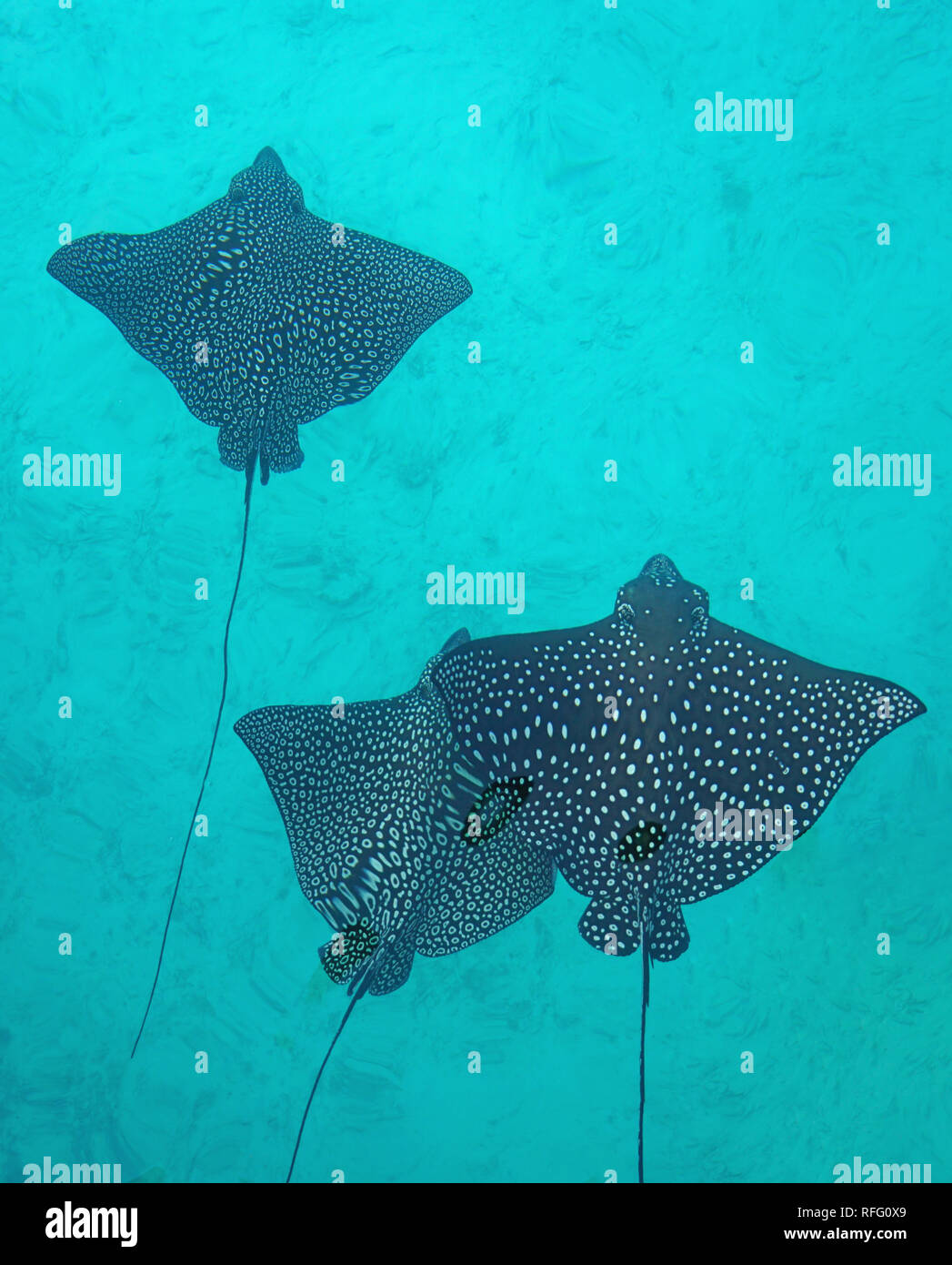 Gefleckter adlerrochen aetobatus narinari -Fotos und -Bildmaterial in ...