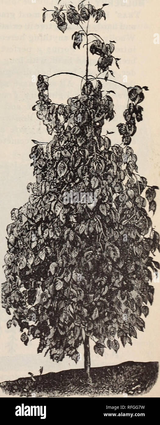 . Beschreibender Katalog: Obst- und Zierbäumen, Sträuchern, Rose ...