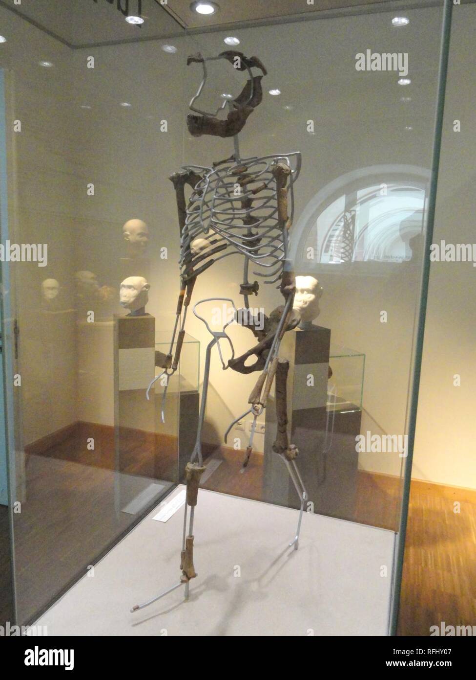 Australopithecus lucy -Fotos und -Bildmaterial in hoher Auflösung – Alamy