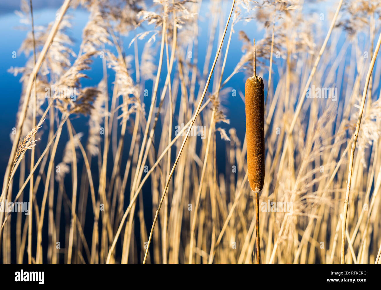 Water reet -Fotos und -Bildmaterial in hoher Auflösung – Alamy