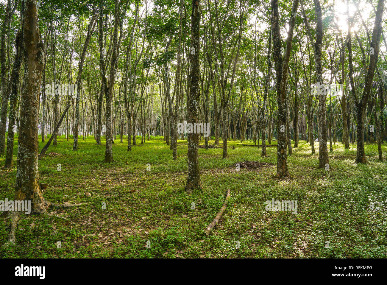Rubber trees malaysia -Fotos und -Bildmaterial in hoher Auflösung – Alamy