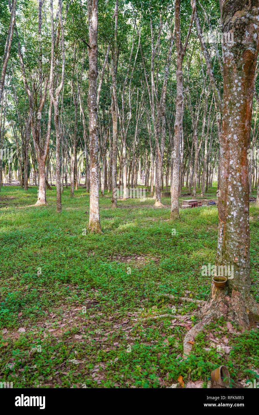 Rubber trees malaysia -Fotos und -Bildmaterial in hoher Auflösung – Alamy