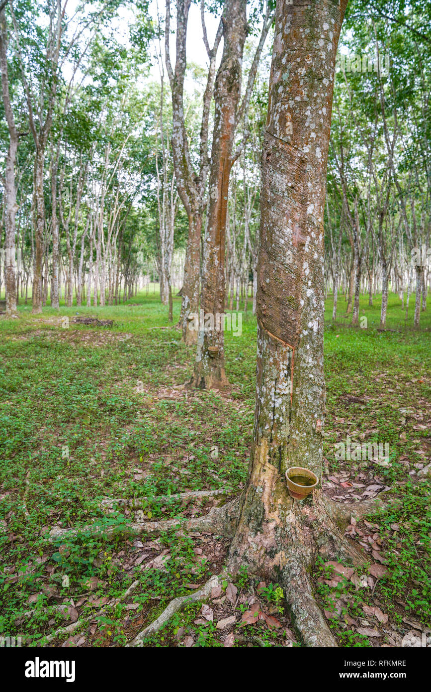 Rubber trees malaysia -Fotos und -Bildmaterial in hoher Auflösung – Alamy