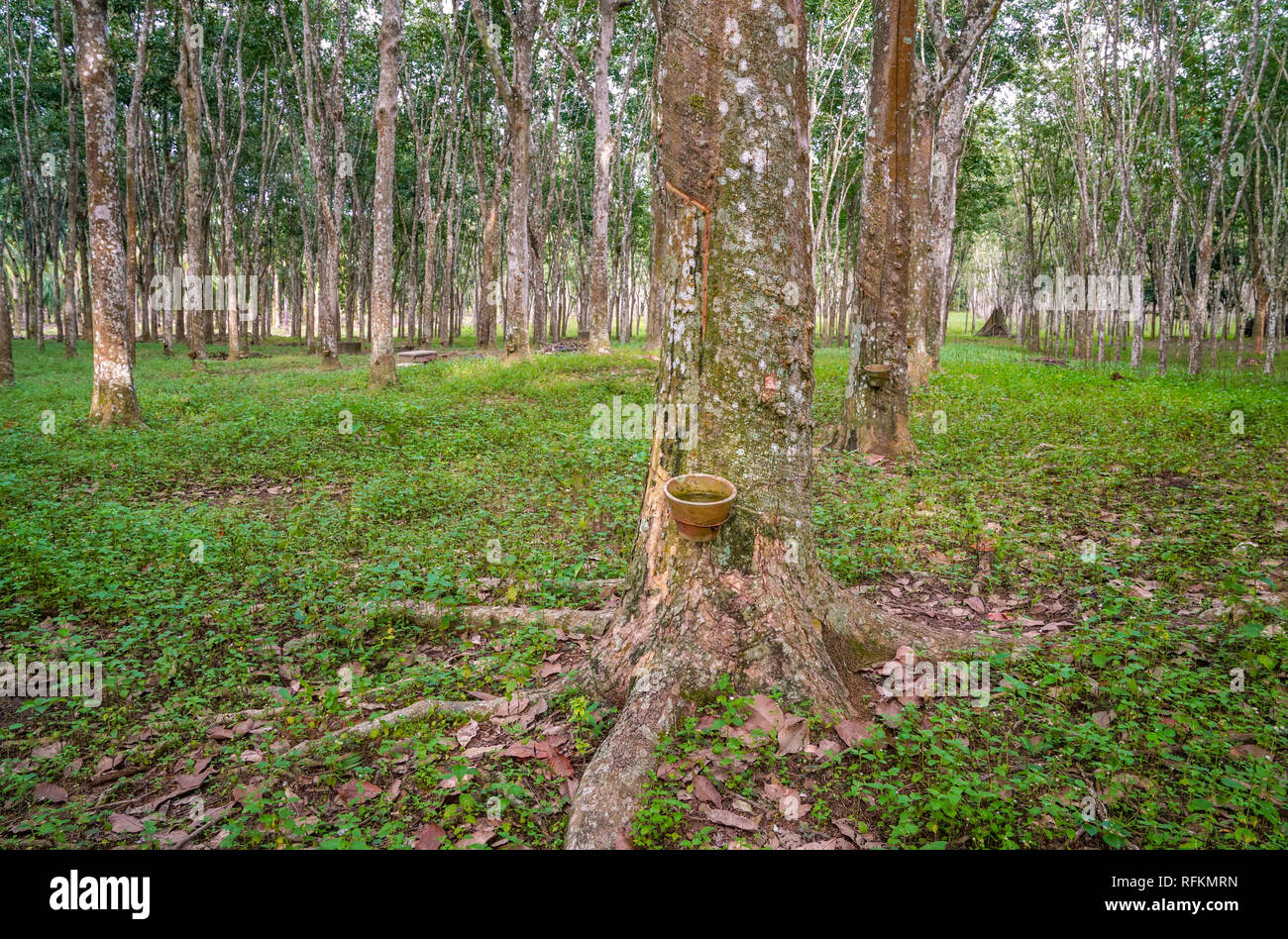 Rubber trees malaysia -Fotos und -Bildmaterial in hoher Auflösung – Alamy