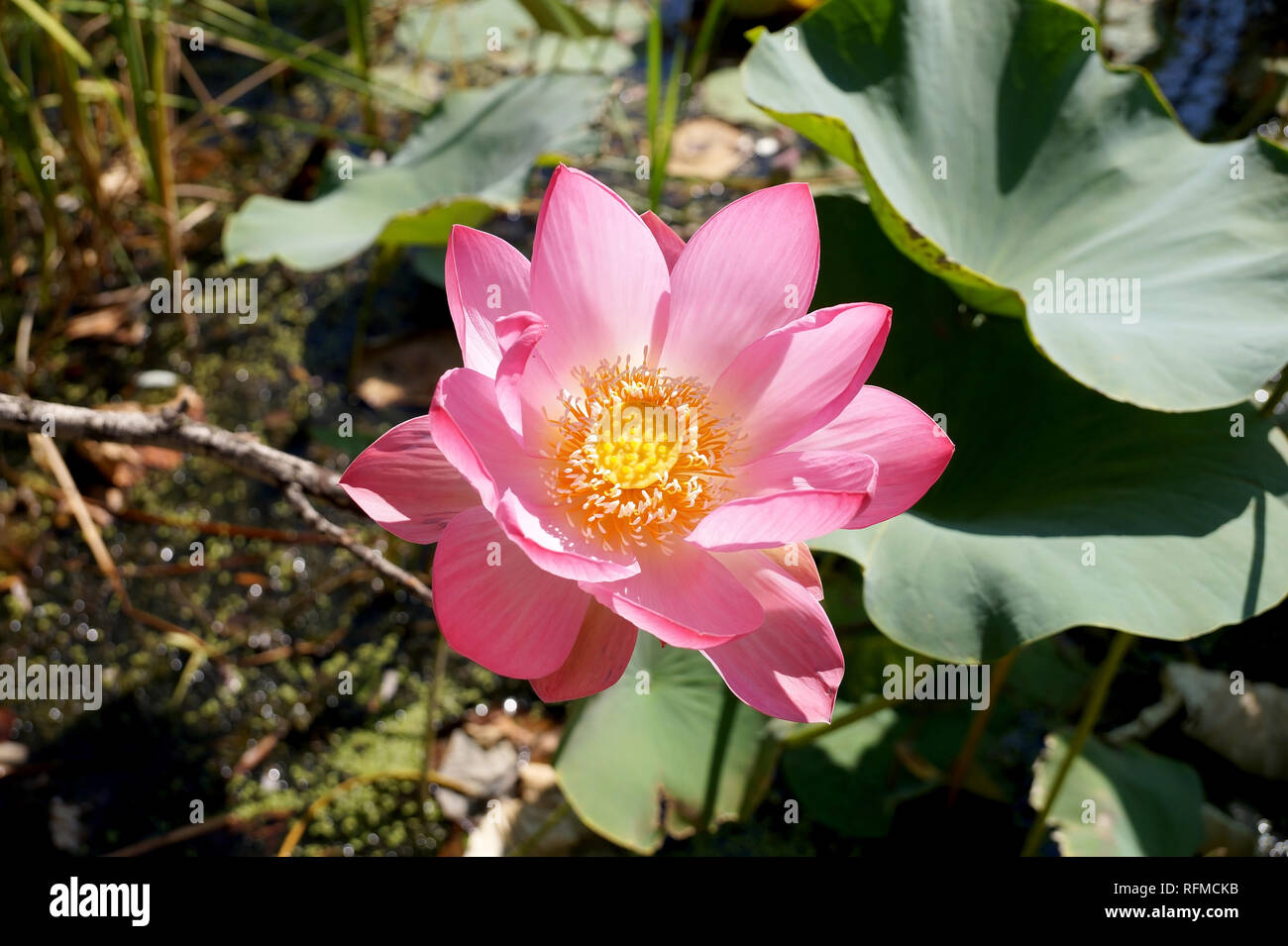 Kleine lotusblume -Fotos und -Bildmaterial in hoher Auflösung – Alamy