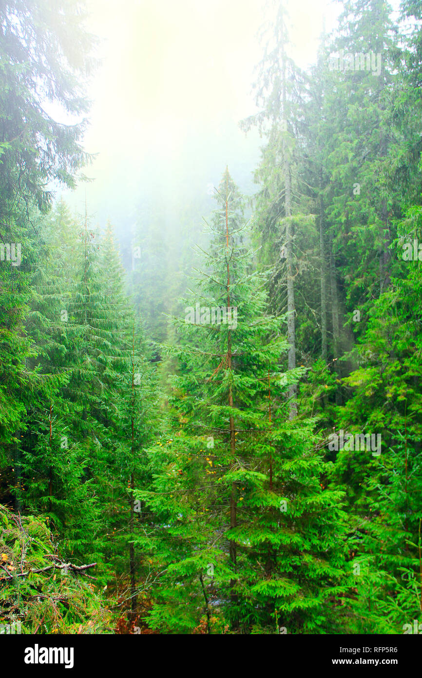 Grüner tannenbaumwald im nebel -Fotos und -Bildmaterial in hoher ...