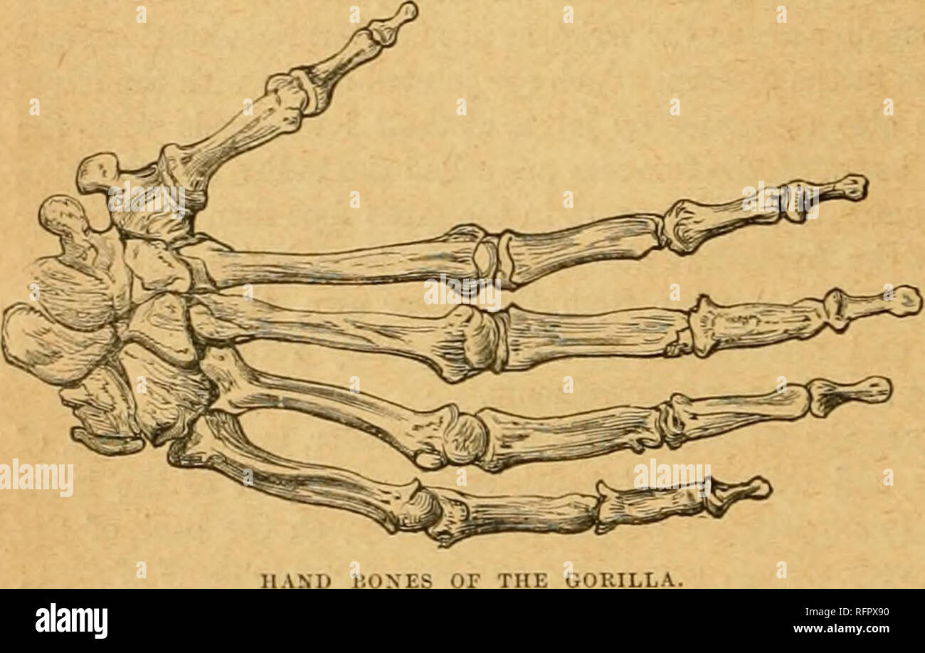 . Cassell's Natural History. Tiere; das Verhalten der Tiere. NATUEAL ...