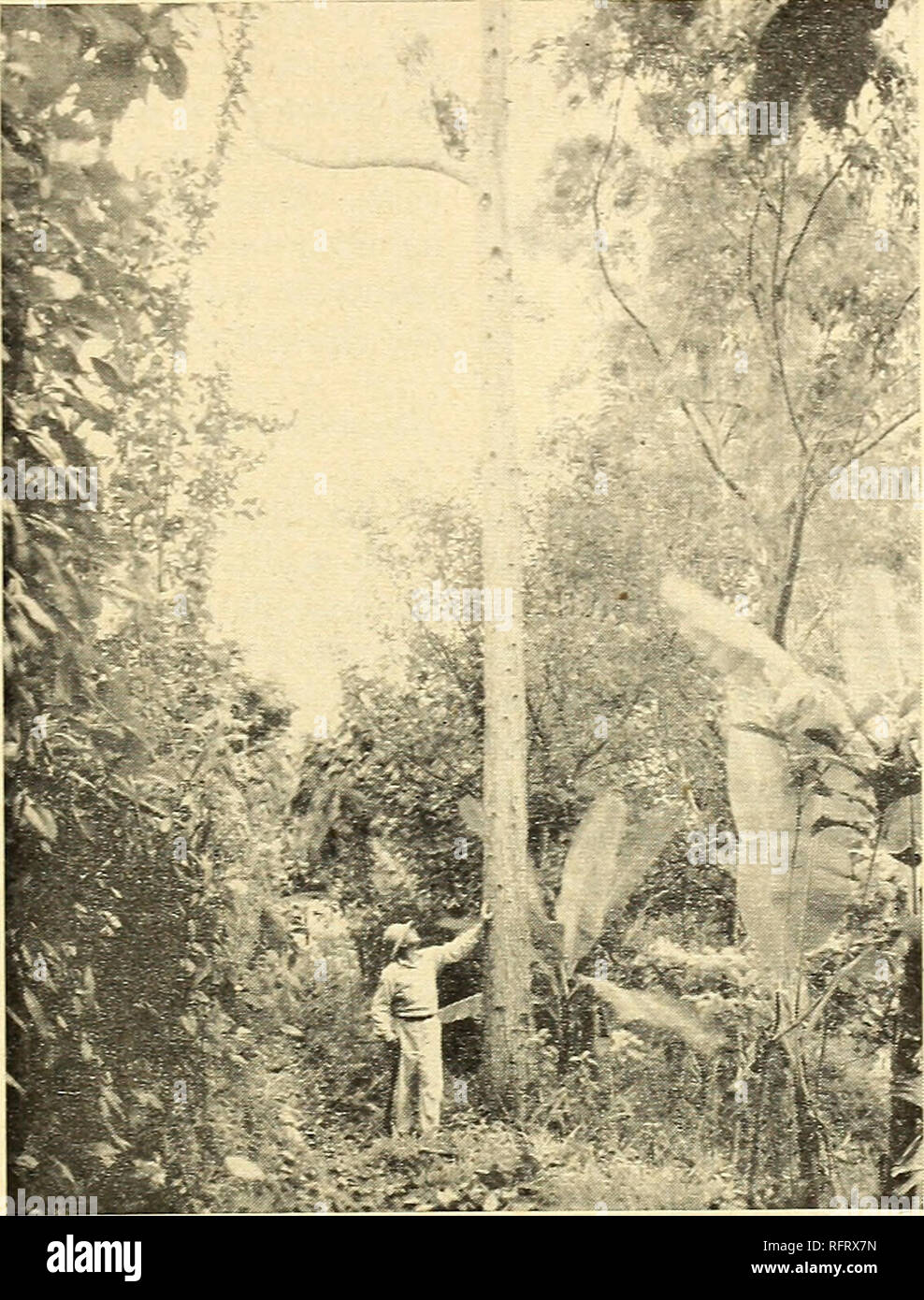 Eucalipto eucalipto árboles de eucalipto -Fotos und -Bildmaterial in ...