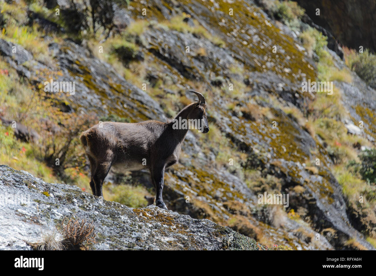 Himalaya moschus hirsch -Fotos und -Bildmaterial in hoher Auflösung – Alamy