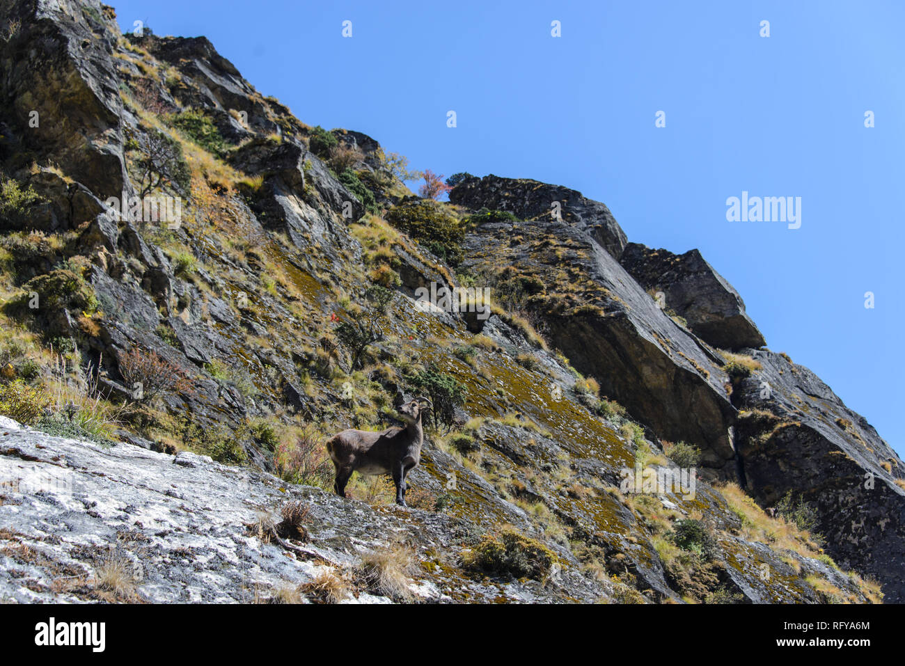 Himalaya moschustier -Fotos und -Bildmaterial in hoher Auflösung – Alamy