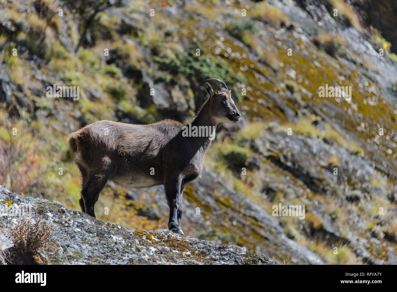 Himalaya moschus hirsch -Fotos und -Bildmaterial in hoher Auflösung – Alamy