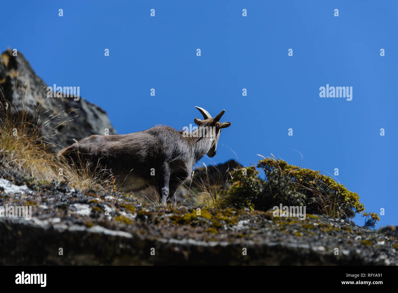 Himalaya moschus hirsch -Fotos und -Bildmaterial in hoher Auflösung – Alamy