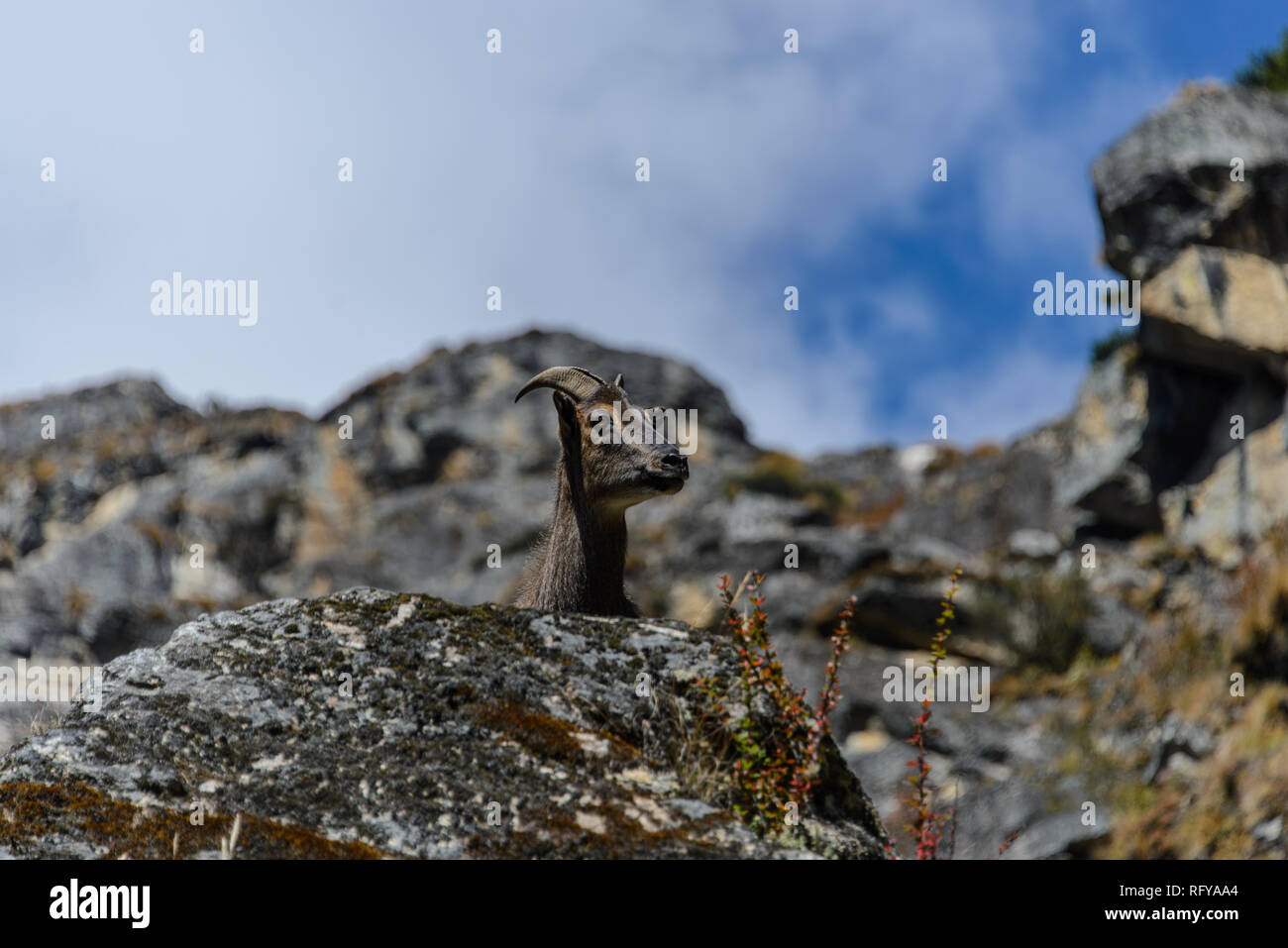 Himalaya moschustier -Fotos und -Bildmaterial in hoher Auflösung – Alamy