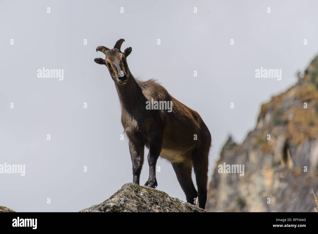Himalaya moschus hirsch -Fotos und -Bildmaterial in hoher Auflösung – Alamy