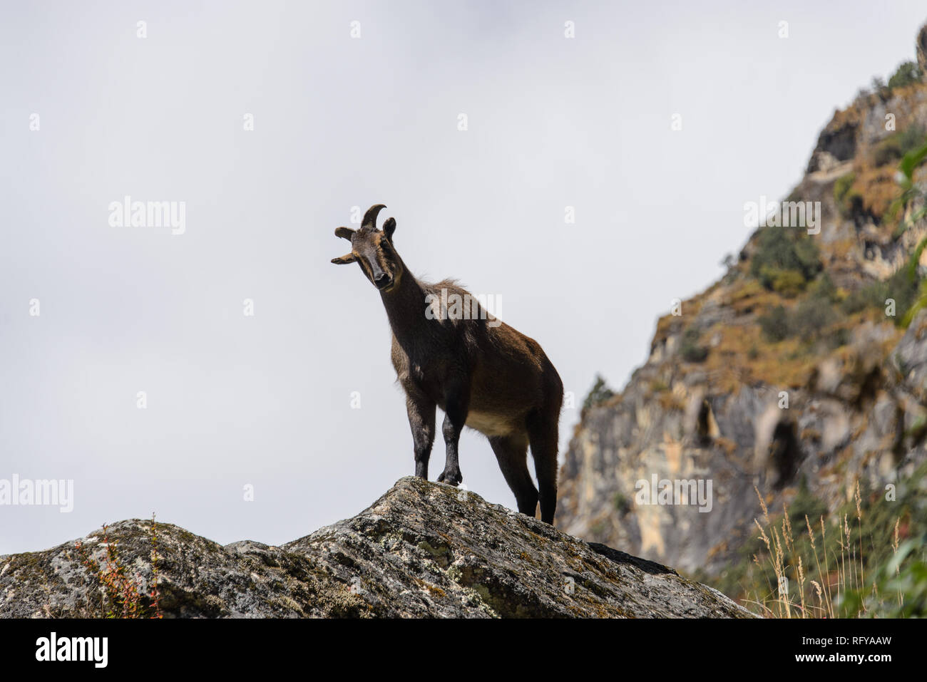 Himalaya moschus hirsch -Fotos und -Bildmaterial in hoher Auflösung – Alamy