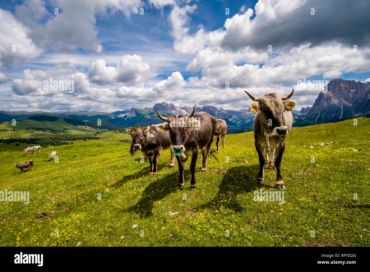 Kühe auf der alm -Fotos und -Bildmaterial in hoher Auflösung – Alamy Kühe auf der alm -Fotos und -Bildmaterial in hoher Auflösung – Alamy