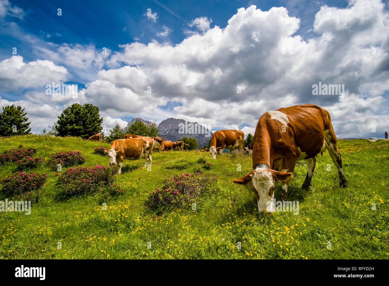 Eine Herde Kühe weiden auf den saftigen Weiden an der Seiser Alm Seiser ...