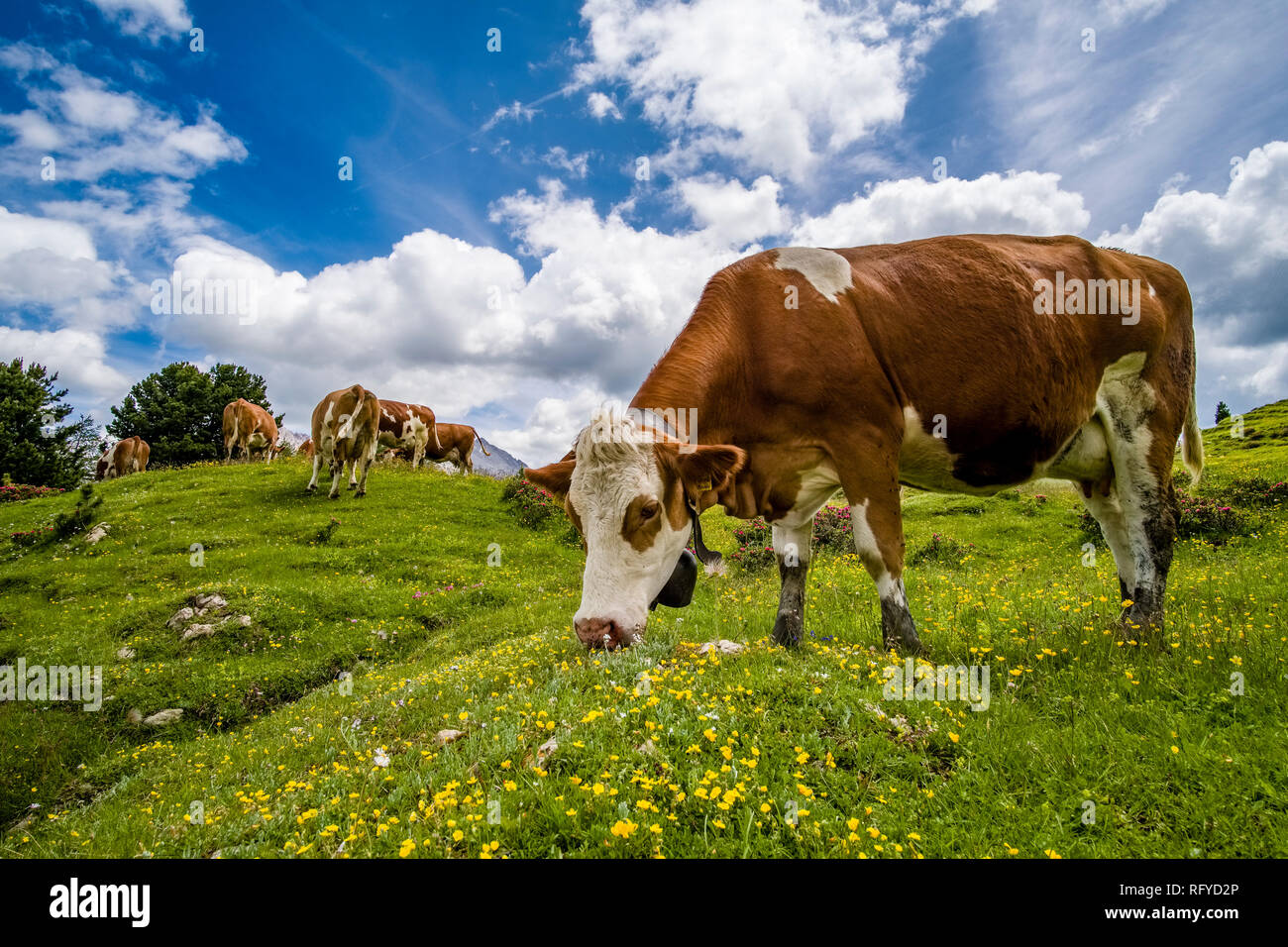 Alm kuh -Fotos und -Bildmaterial in hoher Auflösung – Alamy