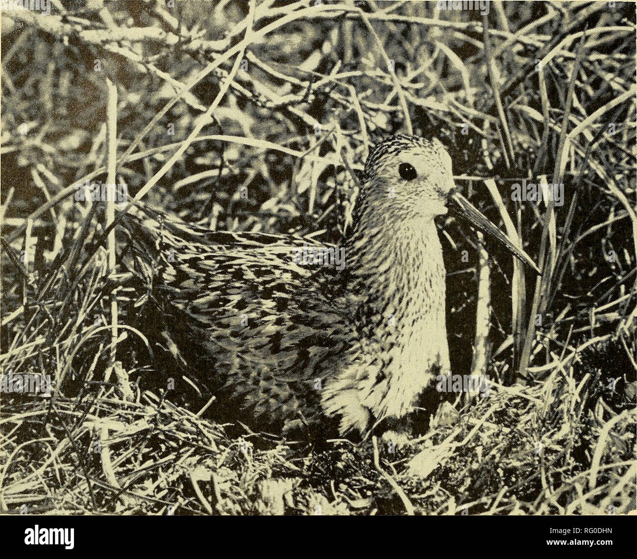 Dunlin nest -Fotos und -Bildmaterial in hoher Auflösung – Alamy