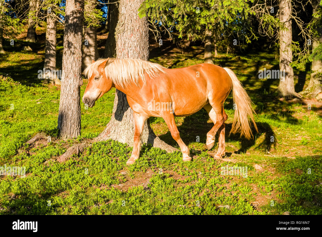 Haflinger pferd -Fotos und -Bildmaterial in hoher Auflösung – Alamy