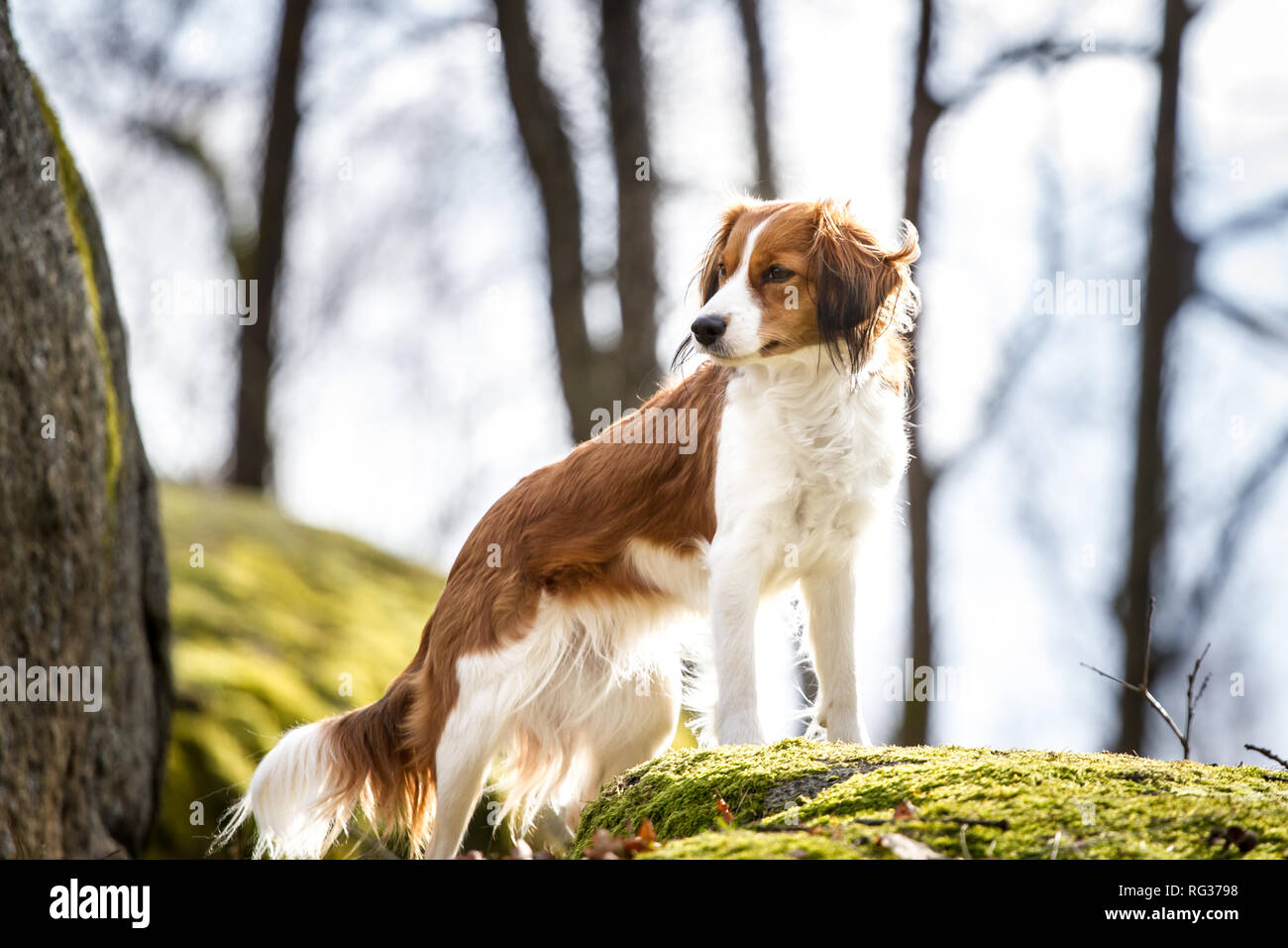 Kooiker Hund Stockfotos und -bilder Kaufen - Alamy