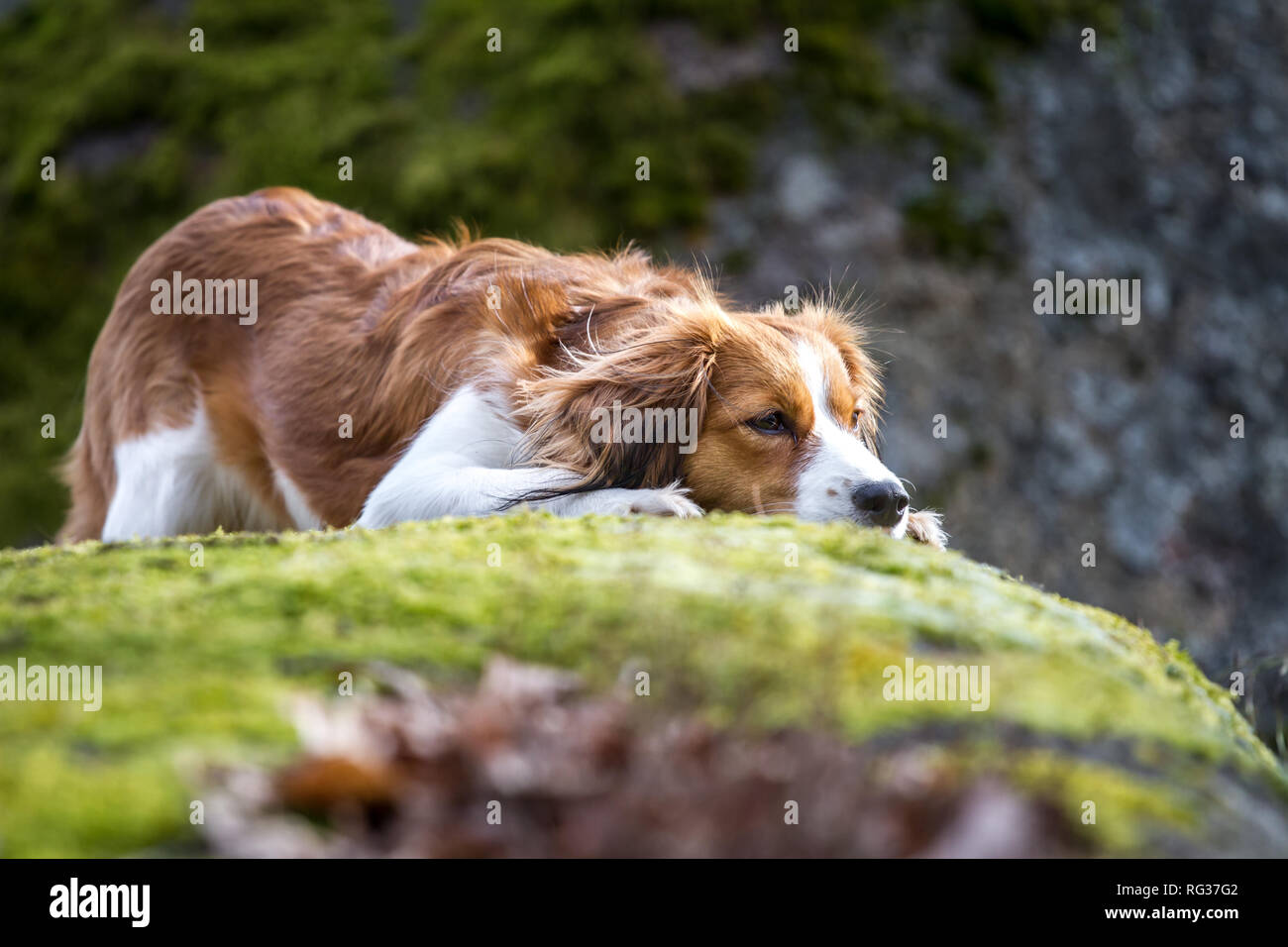 Nederlandse Kooikerhondje Liegend Stockfotos und -bilder Kaufen - Alamy