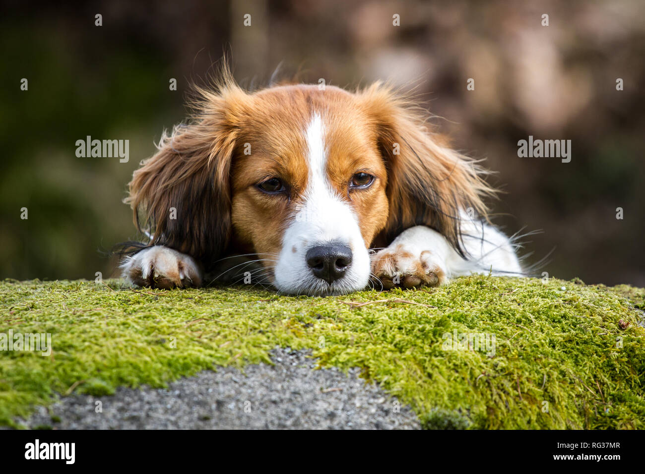 Nederlandse kooikerhondje liegend -Fotos und -Bildmaterial in hoher Auflösung – Alamy