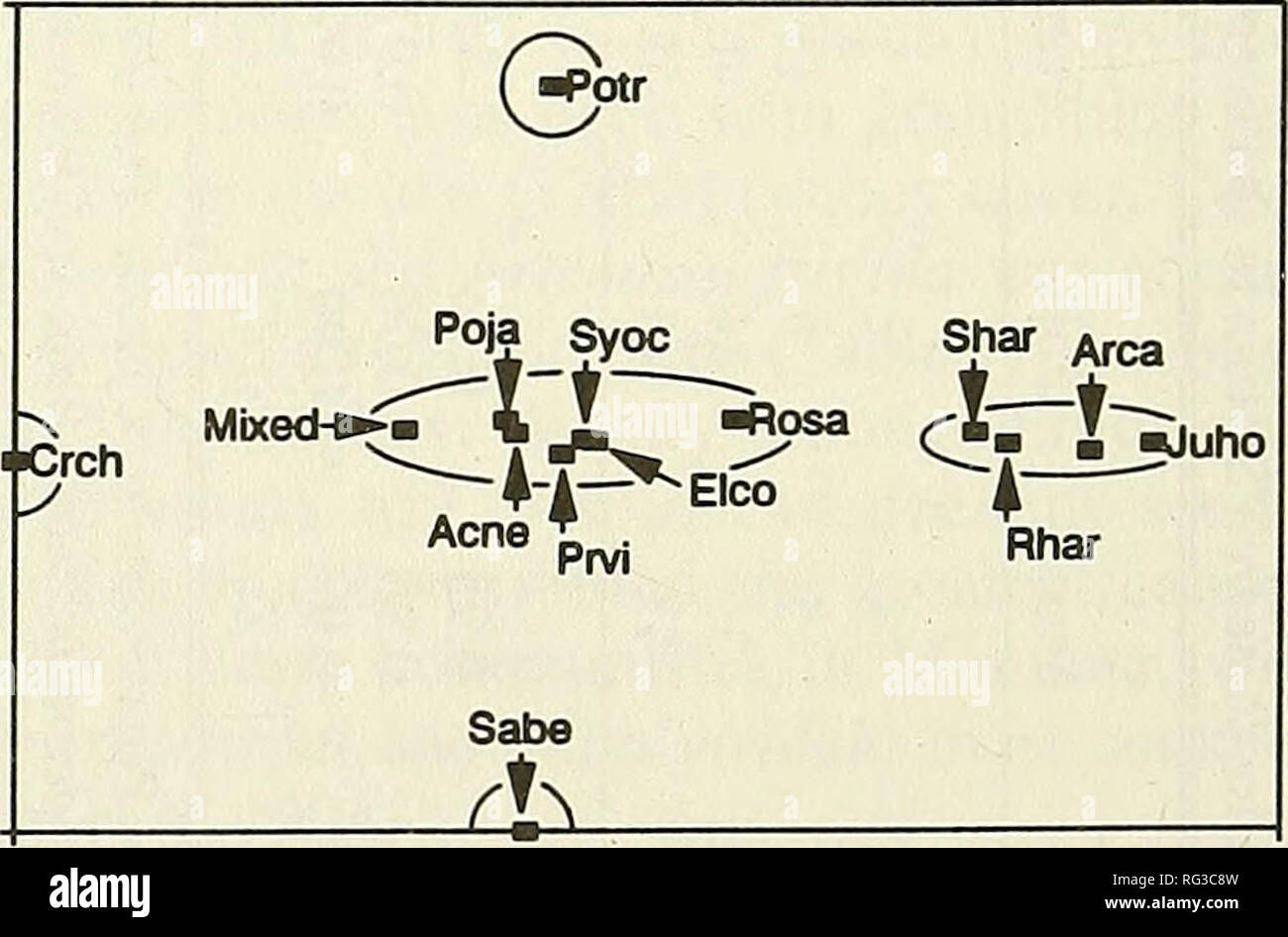 Populus jackii -Fotos und -Bildmaterial in hoher Auflösung – Alamy