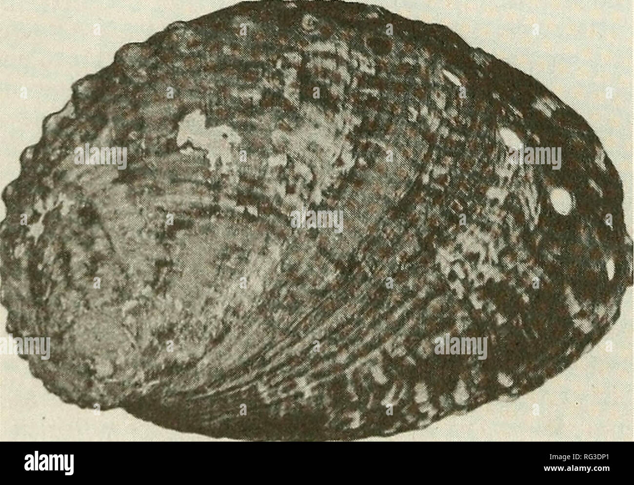 Haliotis discus -Fotos und -Bildmaterial in hoher Auflösung – Alamy