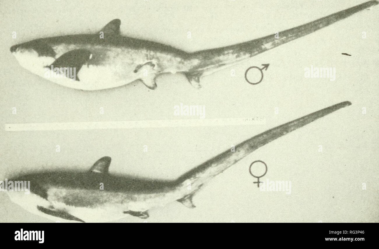 Gemeiner fuchshai -Fotos und -Bildmaterial in hoher Auflösung – Alamy