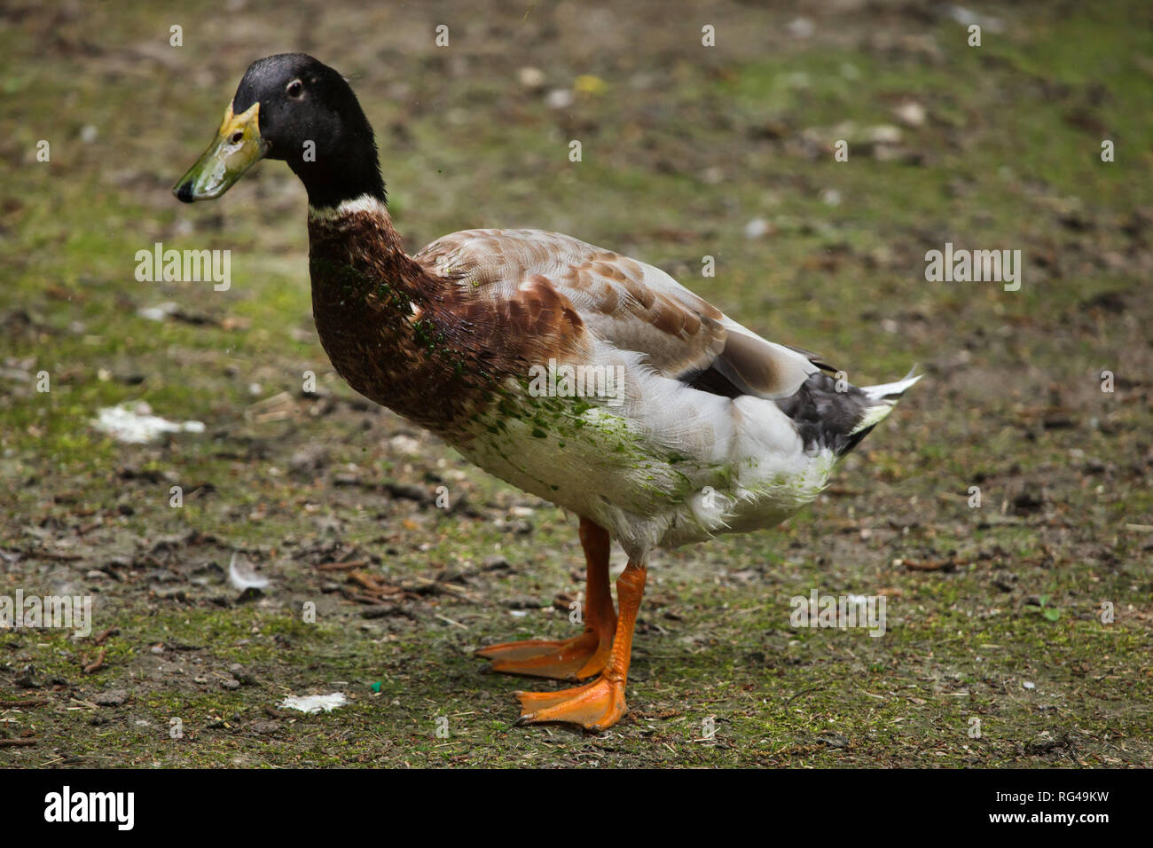 Anas platyrhynchos domesticus -Fotos und -Bildmaterial in hoher ...