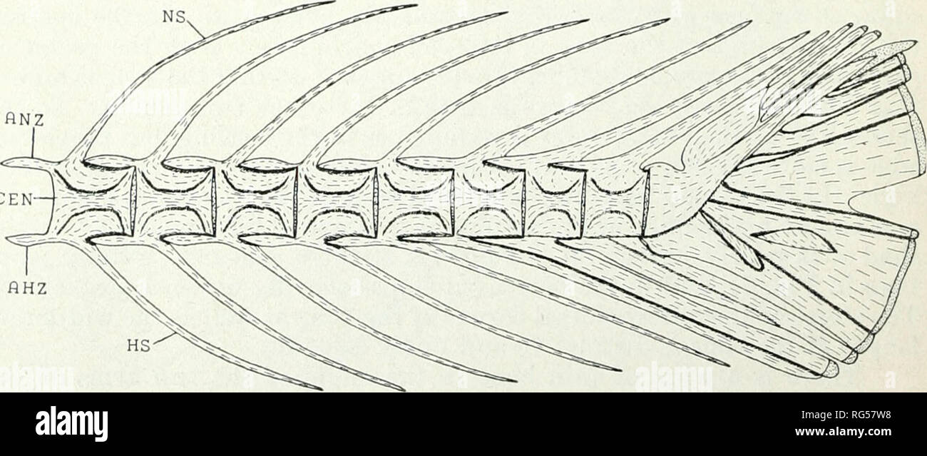 Sardinops caerulea -Fotos und -Bildmaterial in hoher Auflösung – Alamy