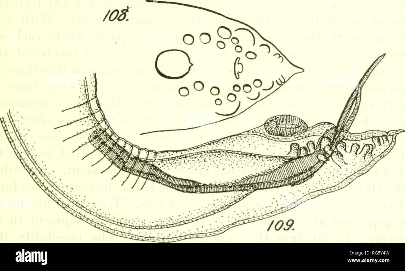 Ascaris inflexa -Fotos und -Bildmaterial in hoher Auflösung – Alamy