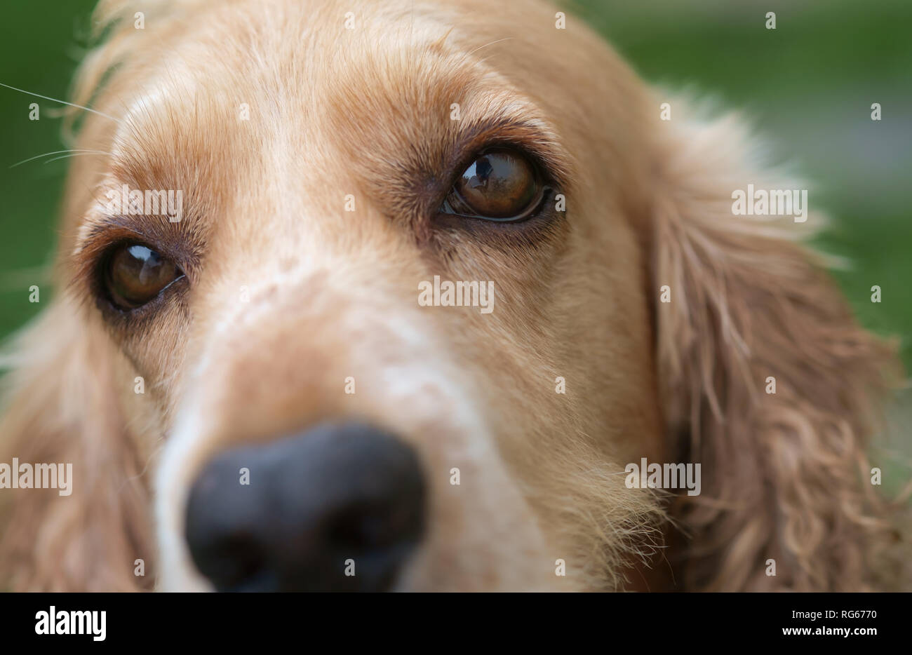 Nahaufnahme hund gesicht -Fotos und -Bildmaterial in hoher Auflösung ...