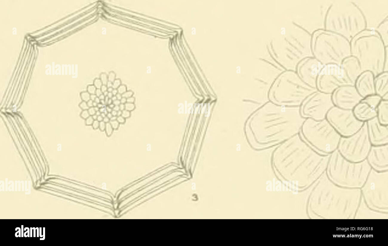 . Die Schmetterlinge der östlichen Usa Und Kanada: mit besonderem Bezug ...