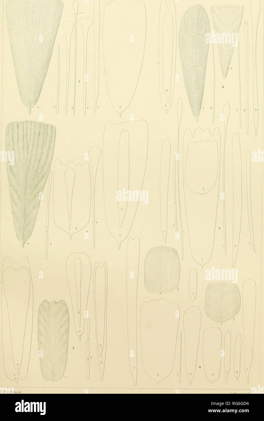 . Die Schmetterlinge der östlichen Usa Und Kanada: mit besonderem Bezug ...