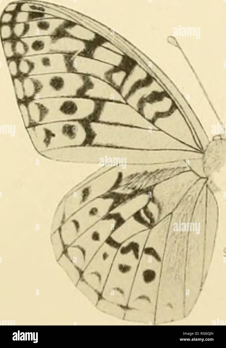 . Die Schmetterlinge der östlichen Usa Und Kanada: mit besonderem Bezug ...