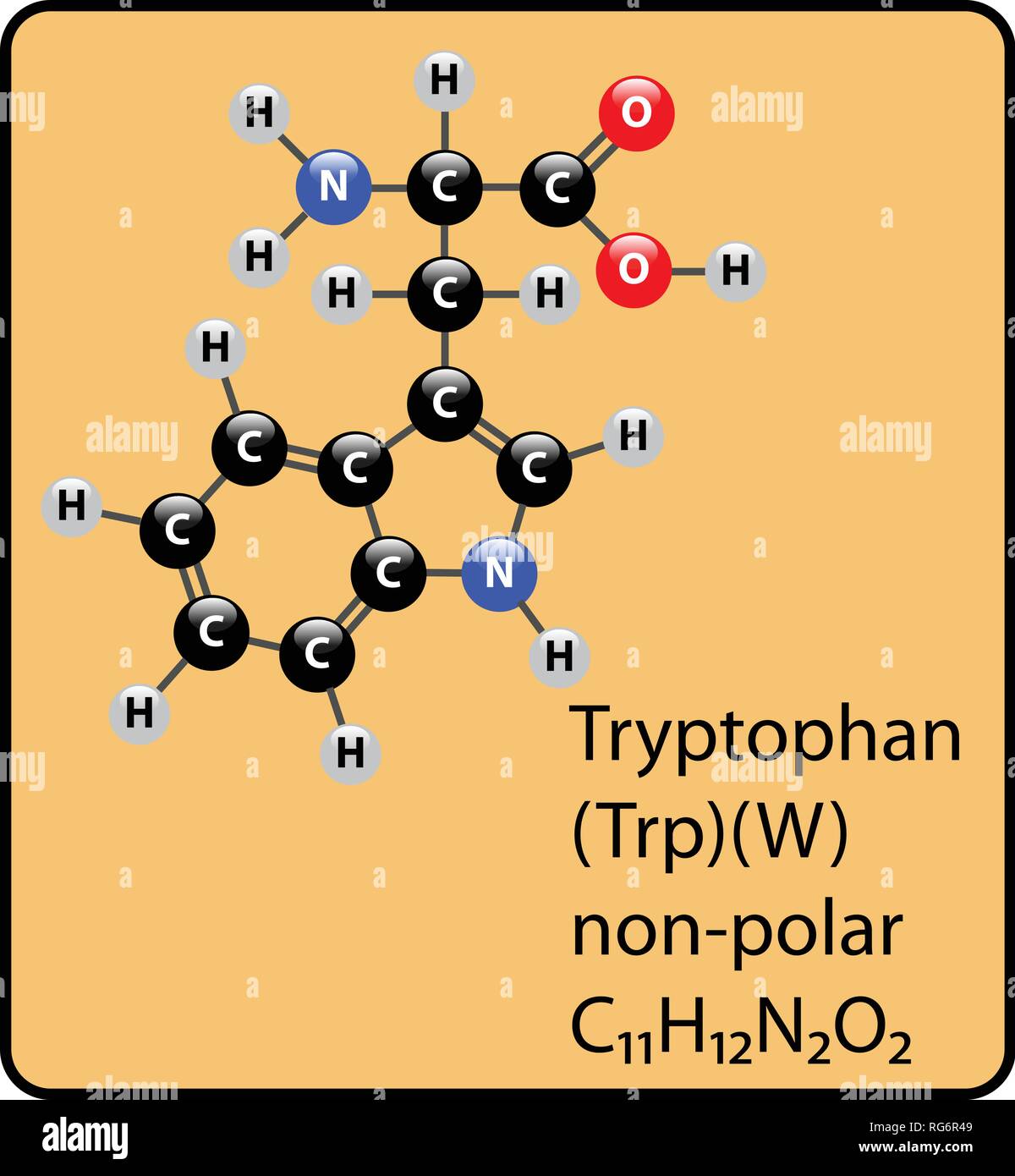 Tryptophan struktur -Fotos und -Bildmaterial in hoher Auflösung – Alamy